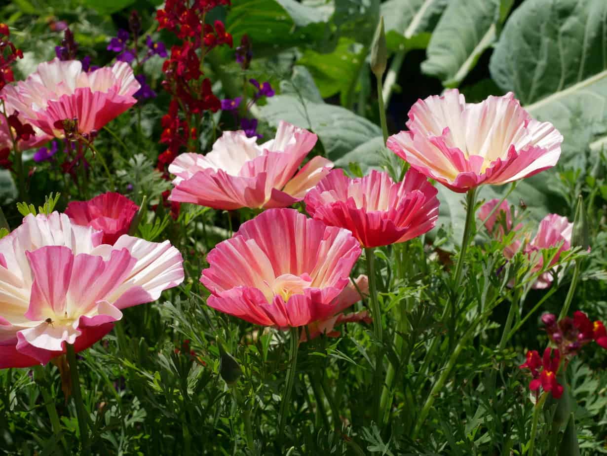 Eschscholzia californica – Diana's mooie moestuin