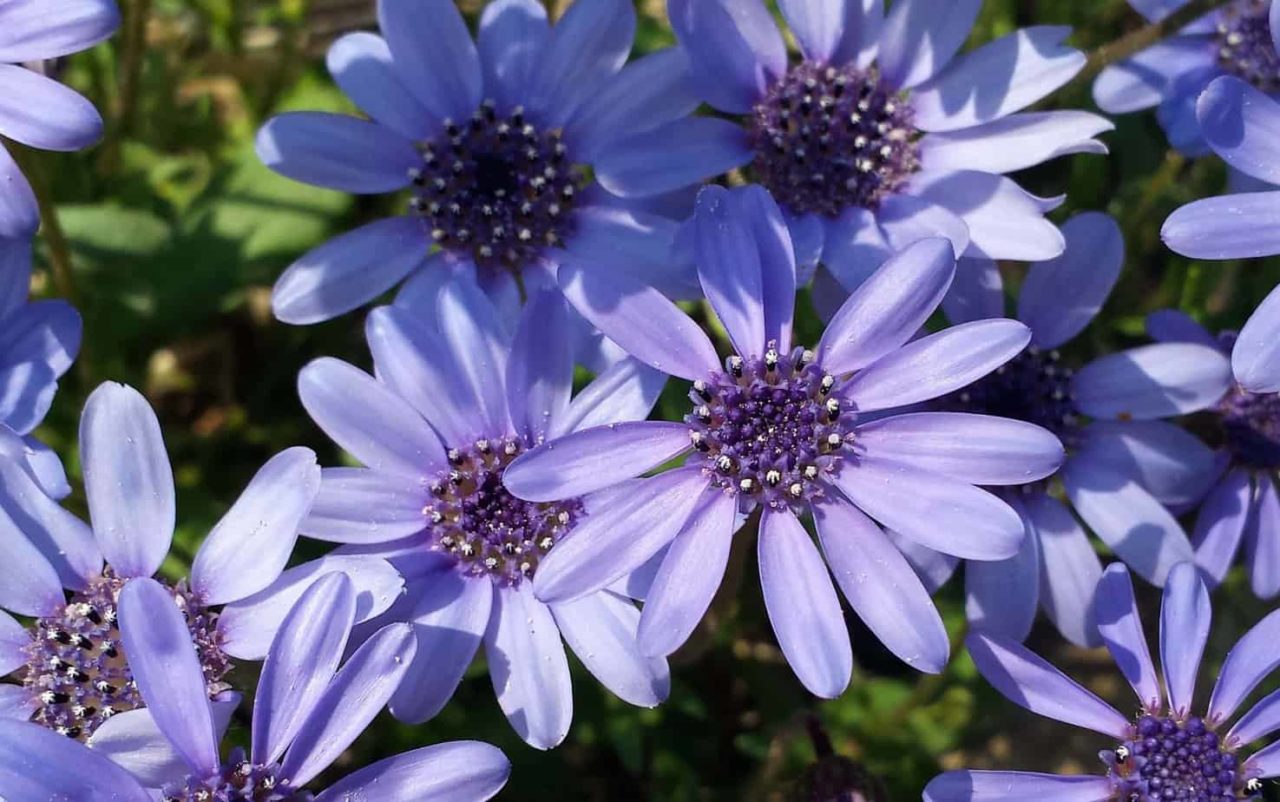 Felicia heterophylla - Diana's mooie moestuin