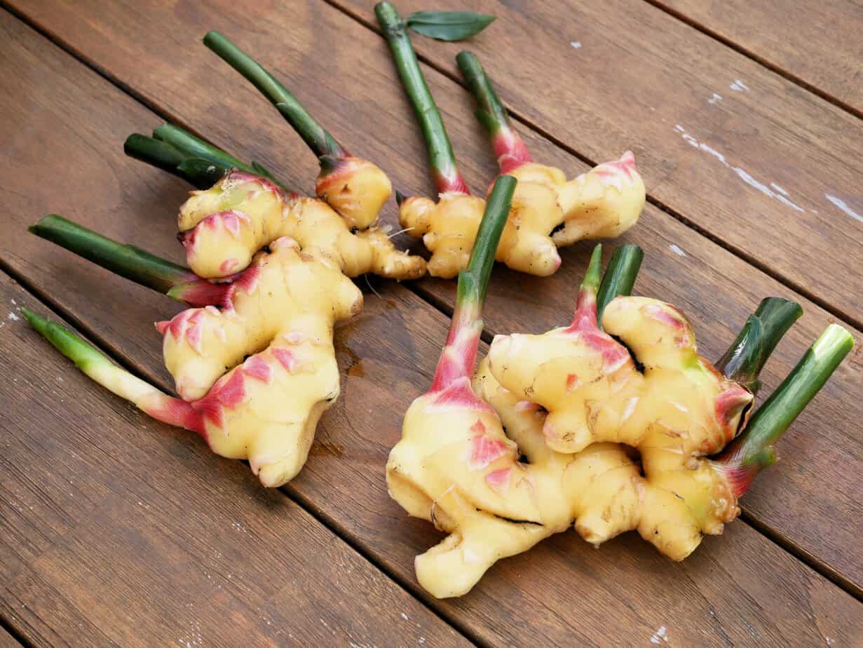 Weer meer (over) gember - Diana's mooie moestuin