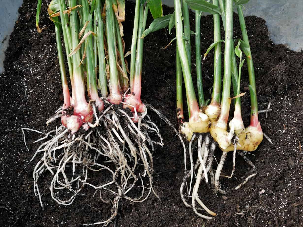 Gember in 2022 - Diana's mooie moestuin