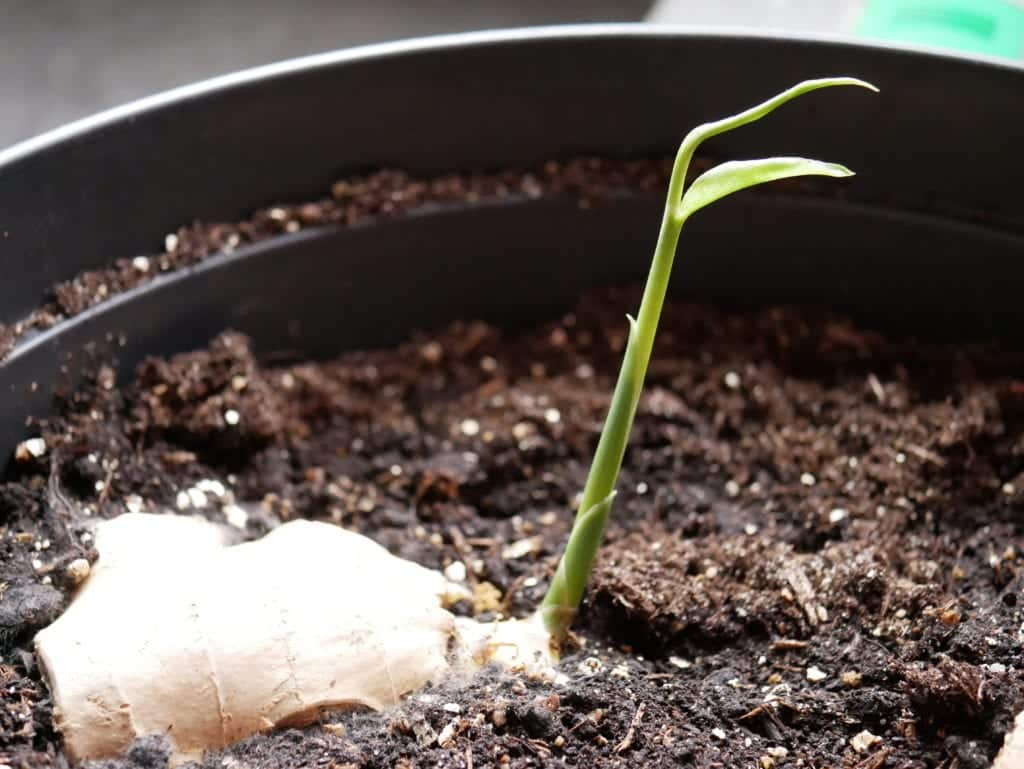 Gember - Diana's mooie moestuin