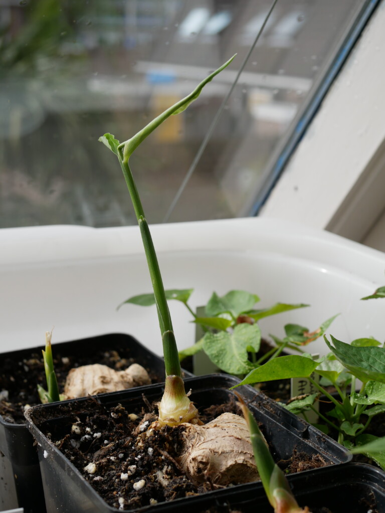 Gember - Diana's mooie moestuin