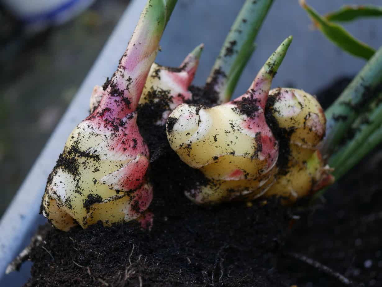 Weer meer (over) gember - Diana's mooie moestuin