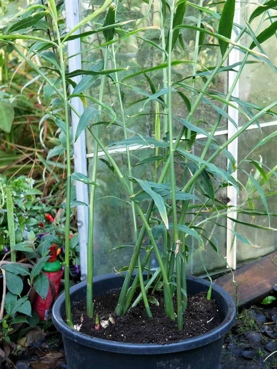 Weer meer (over) gember - Diana's mooie moestuin