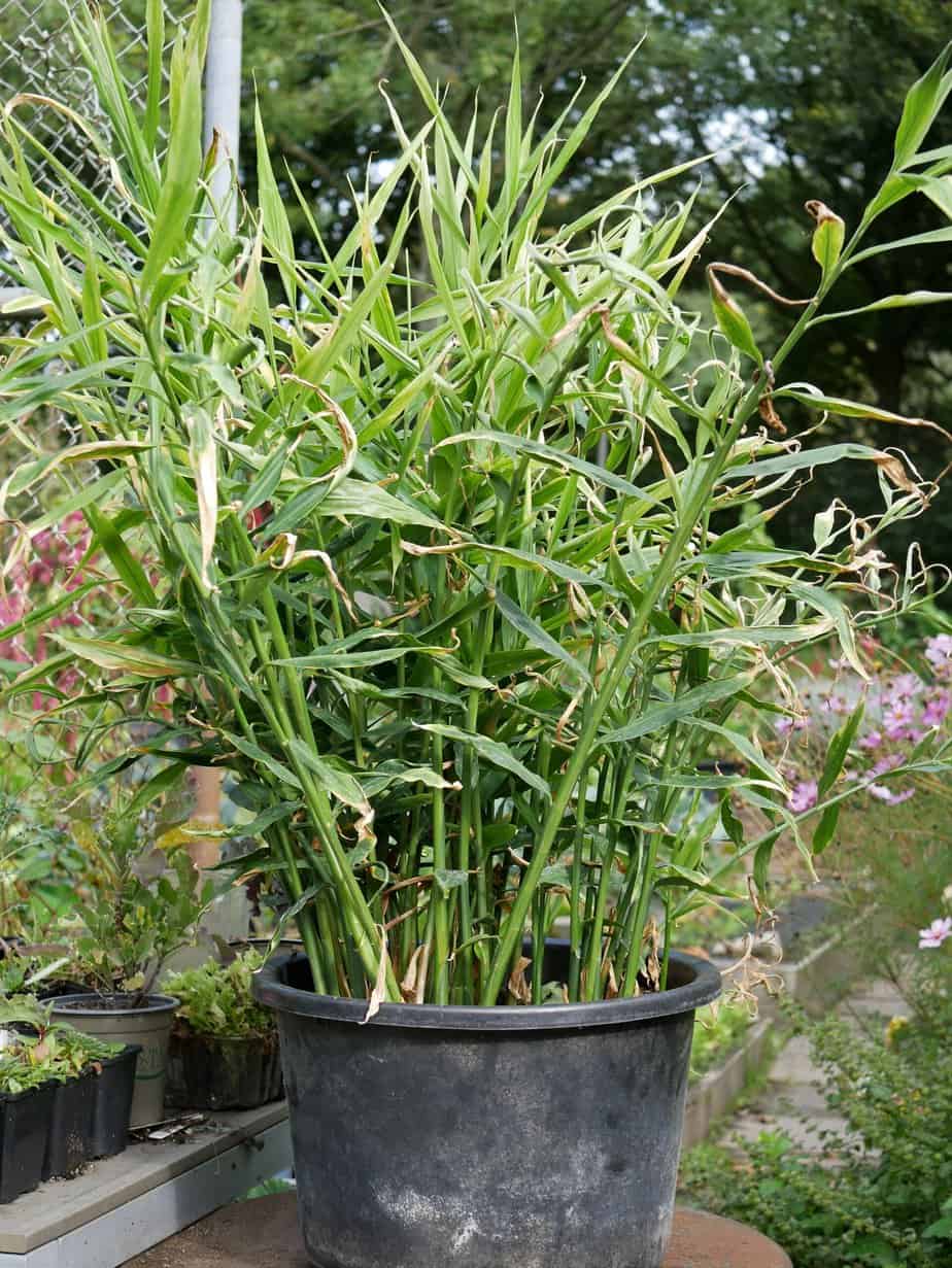 Gember - Diana's mooie moestuin