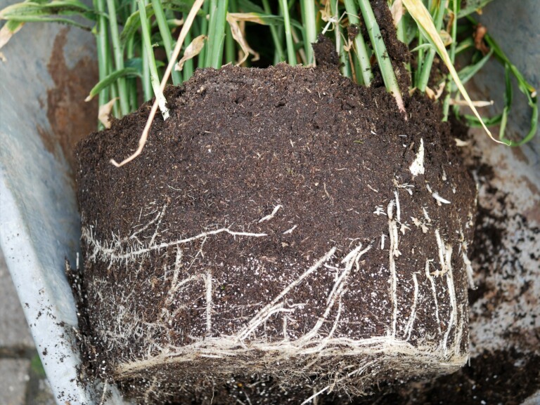 Gember - Diana's mooie moestuin