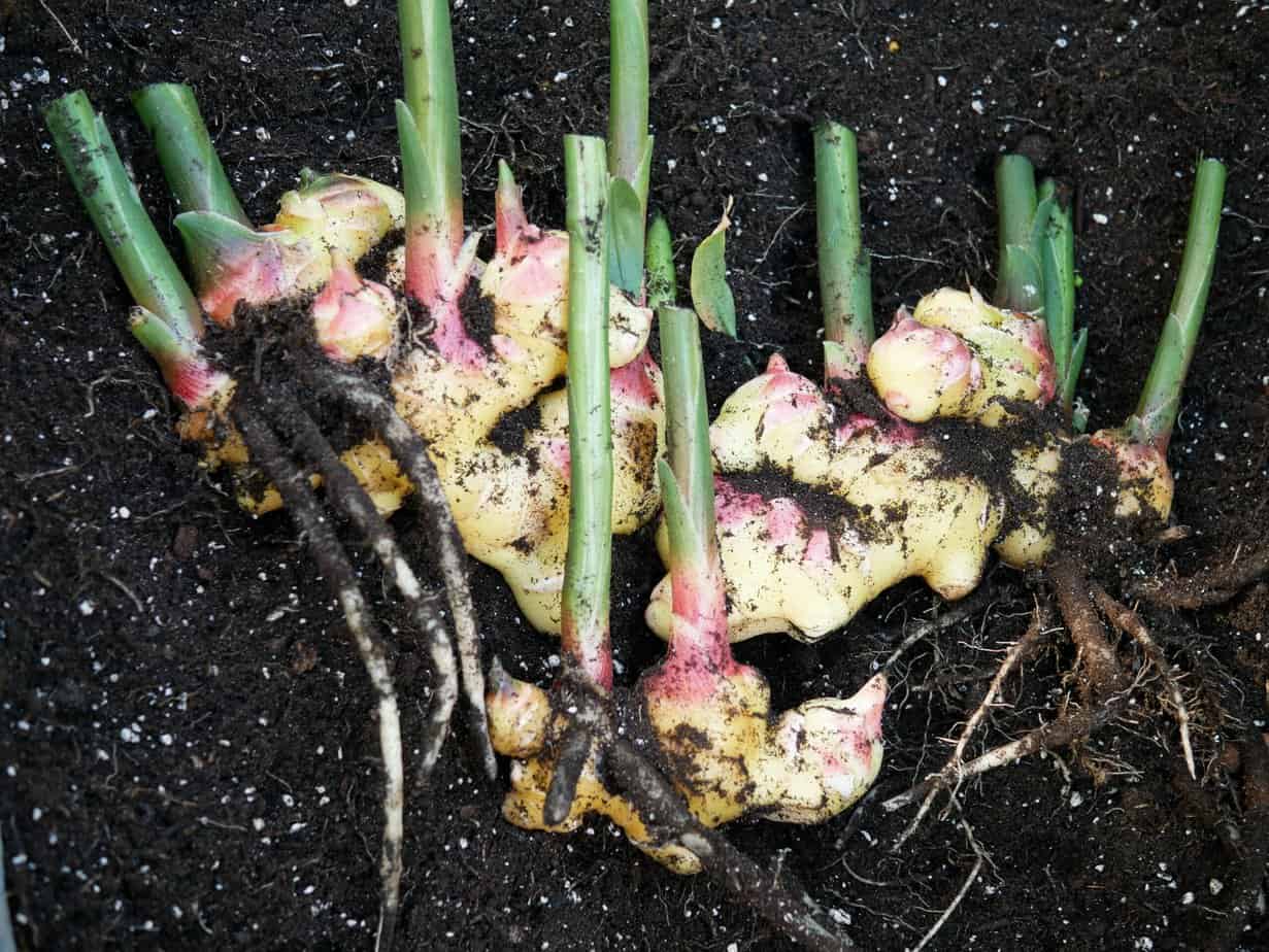 Weer meer (over) gember - Diana's mooie moestuin