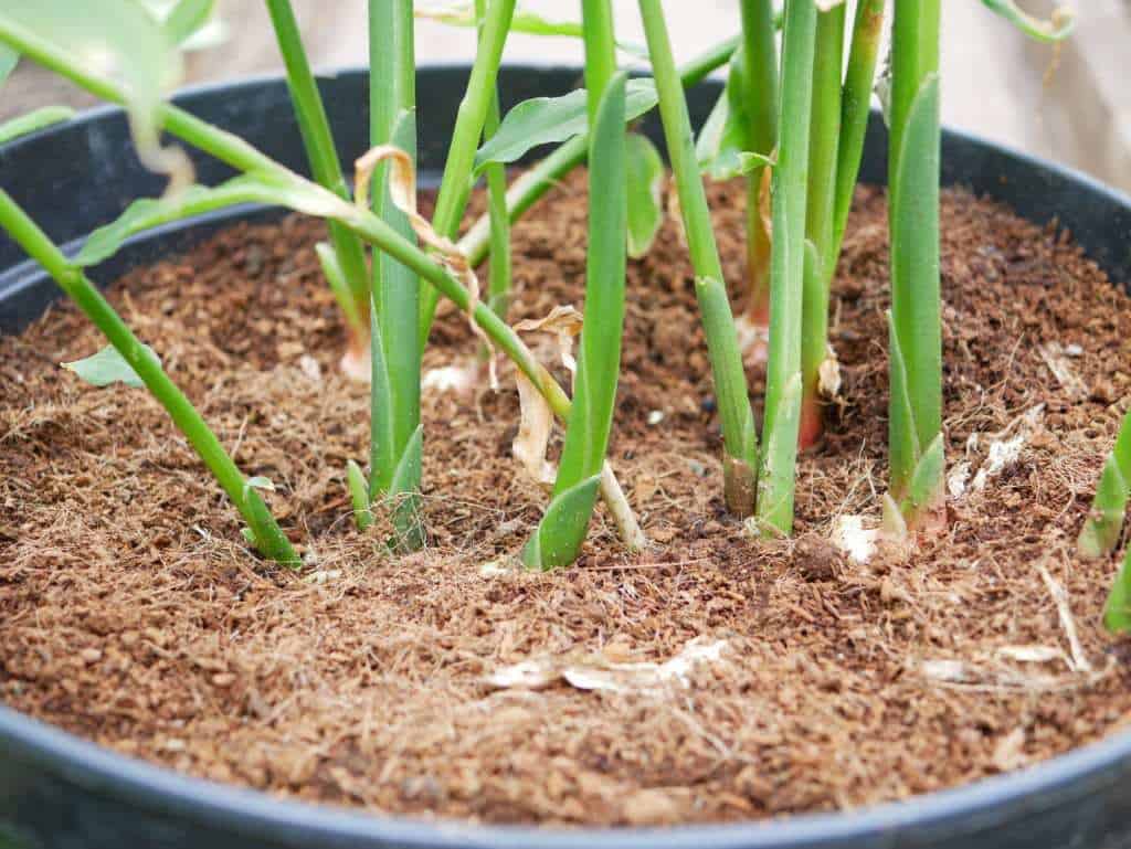 Gember - Diana's mooie moestuin