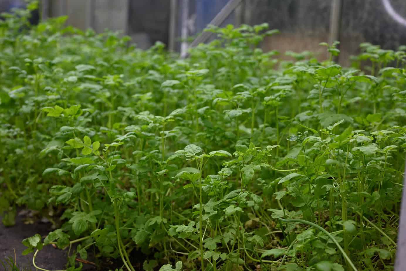 Winters groen - Diana's mooie moestuin