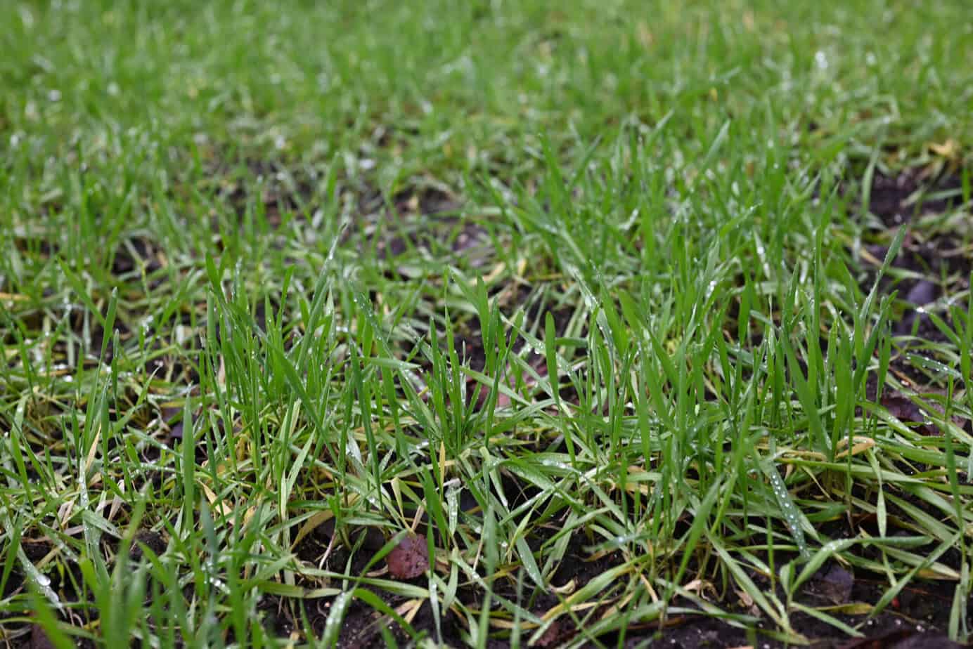 Winters groen - Diana's mooie moestuin