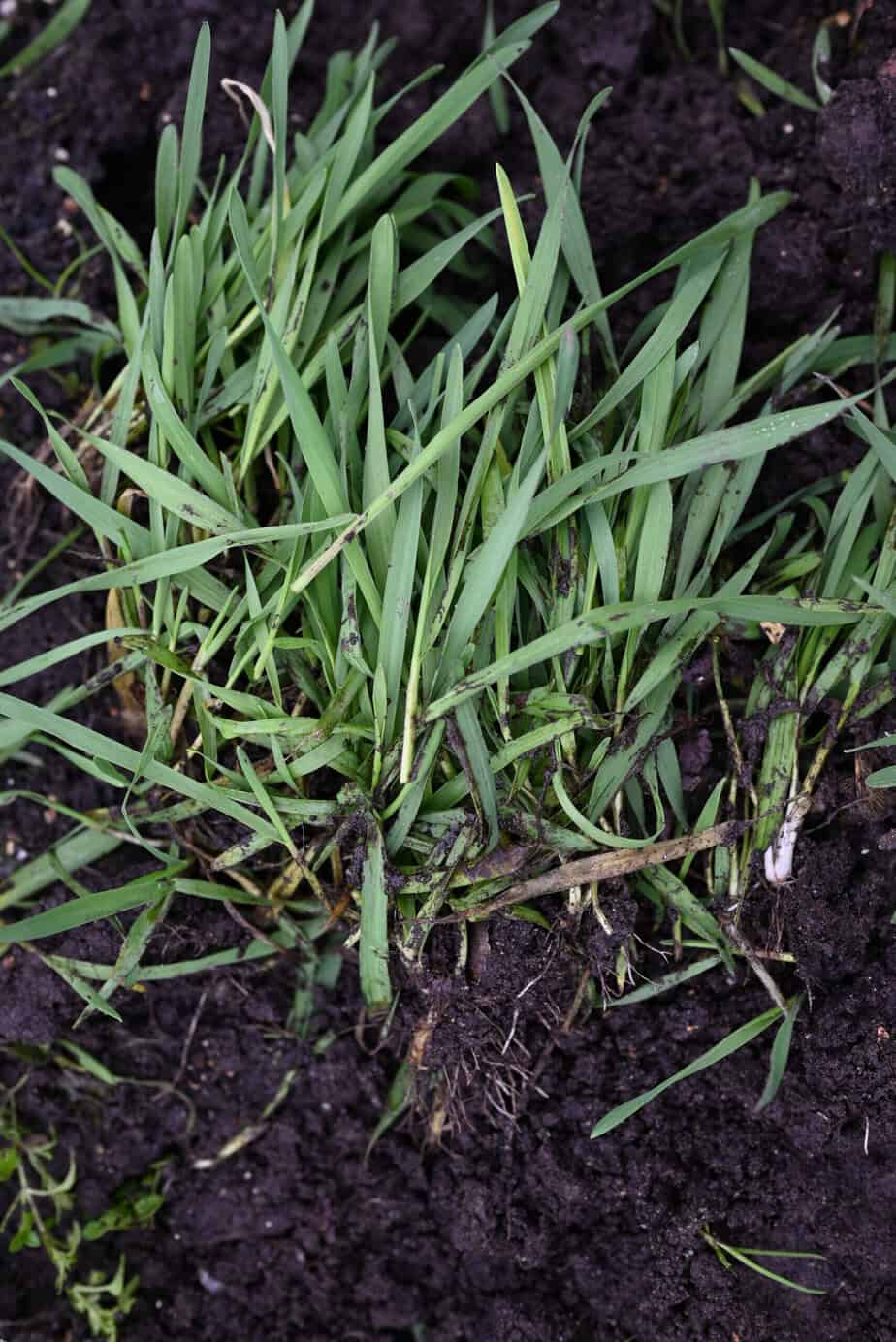 Winters groen - Diana's mooie moestuin