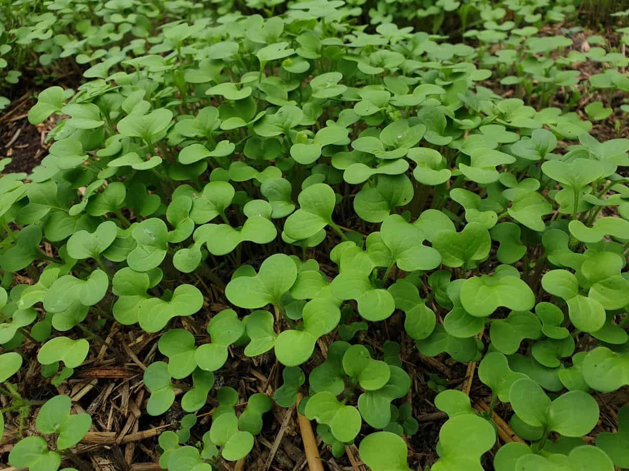 Diana's mooie moestuin