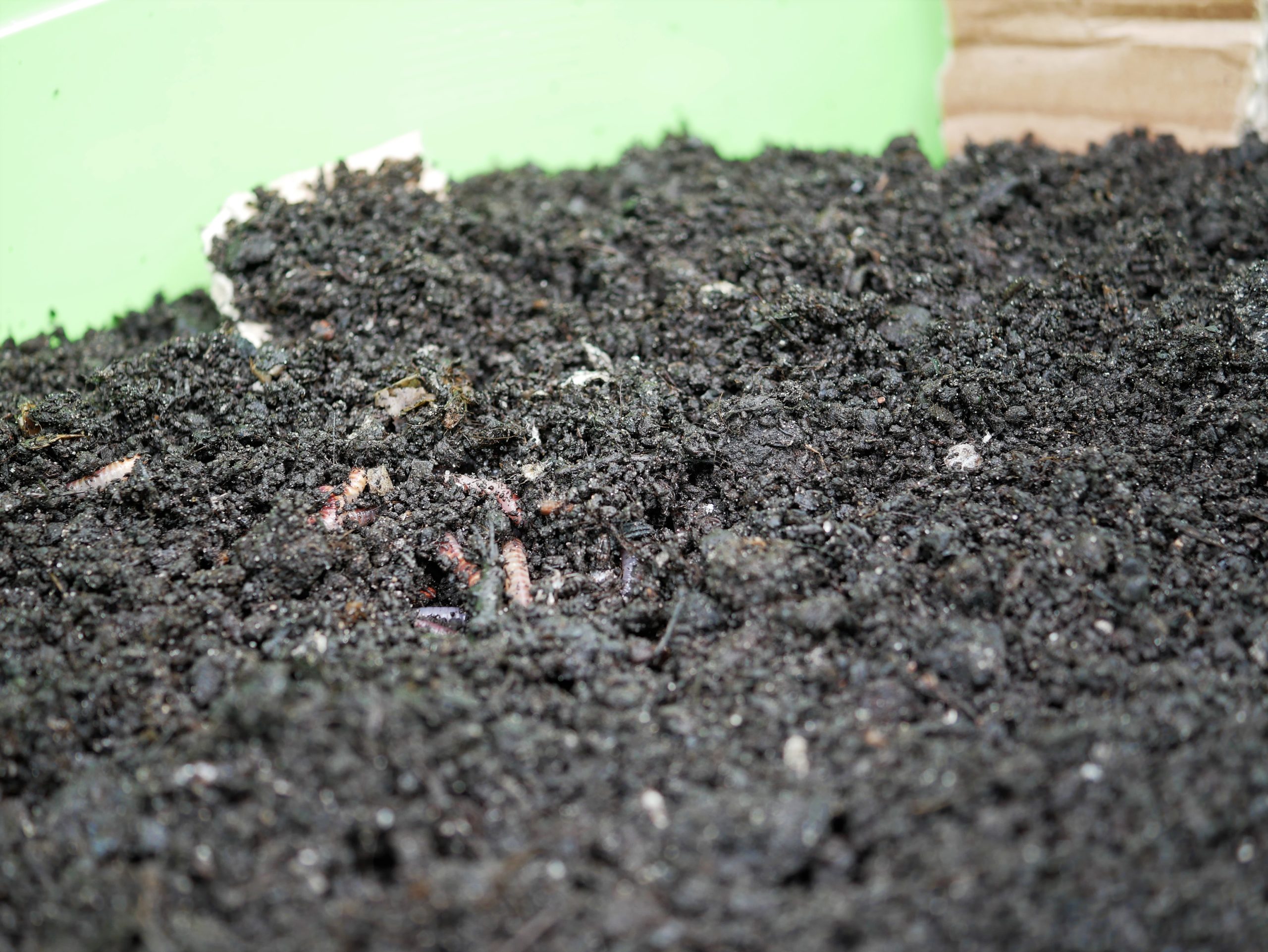 Wormencompost - Diana's mooie moestuin