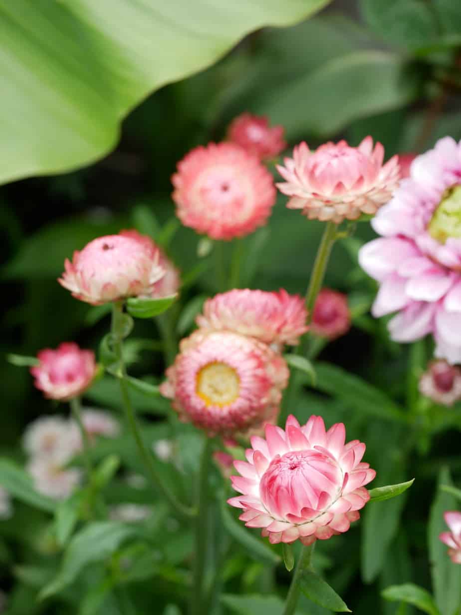 Helichrysum bracteatum - Diana's mooie moestuin