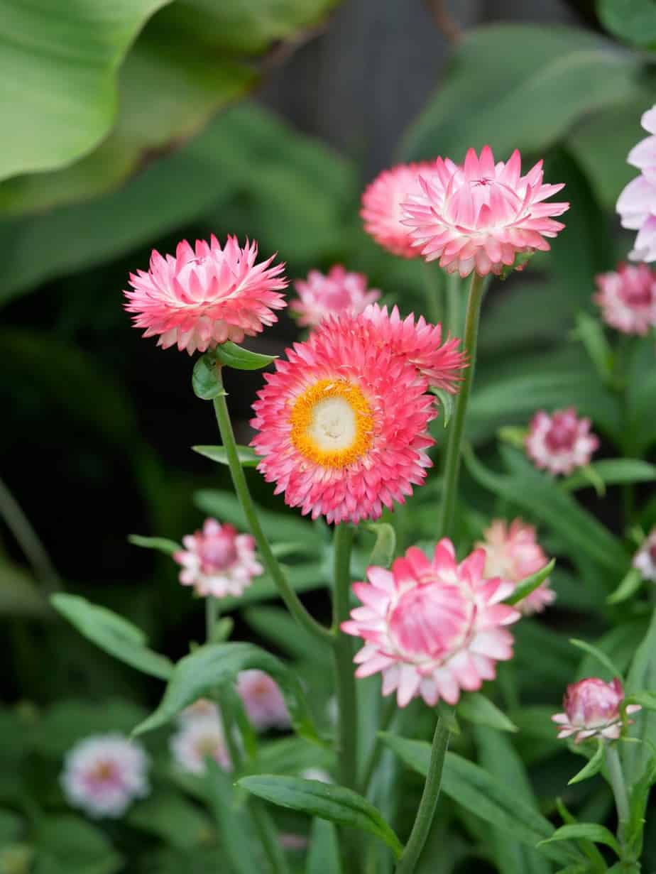 Helichrysum bracteatum - Diana's mooie moestuin