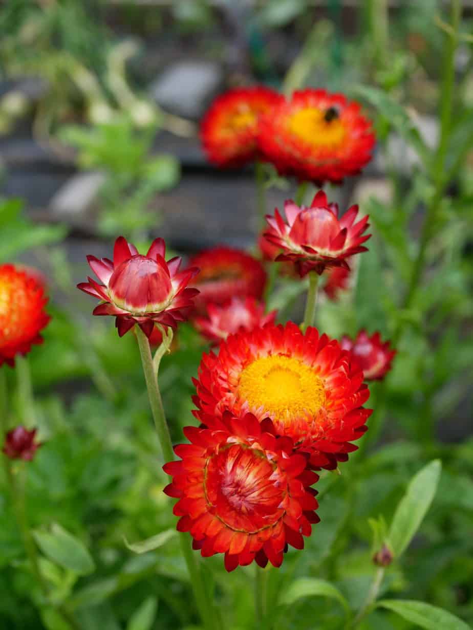Helichrysum bracteatum - Diana's mooie moestuin