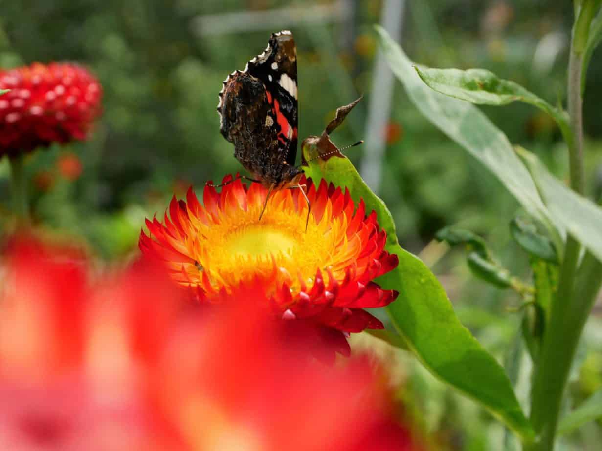 Helichrysum bracteatum - Diana's mooie moestuin