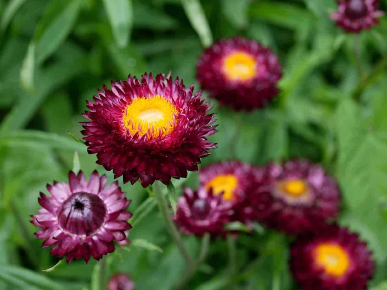 Helichrysum bracteatum - Diana's mooie moestuin
