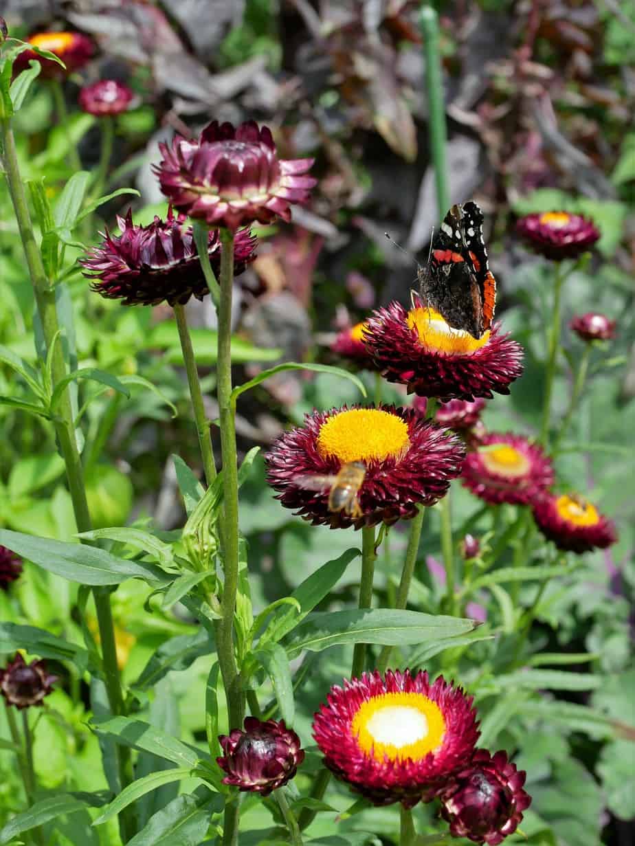 Helichrysum bracteatum - Diana's mooie moestuin
