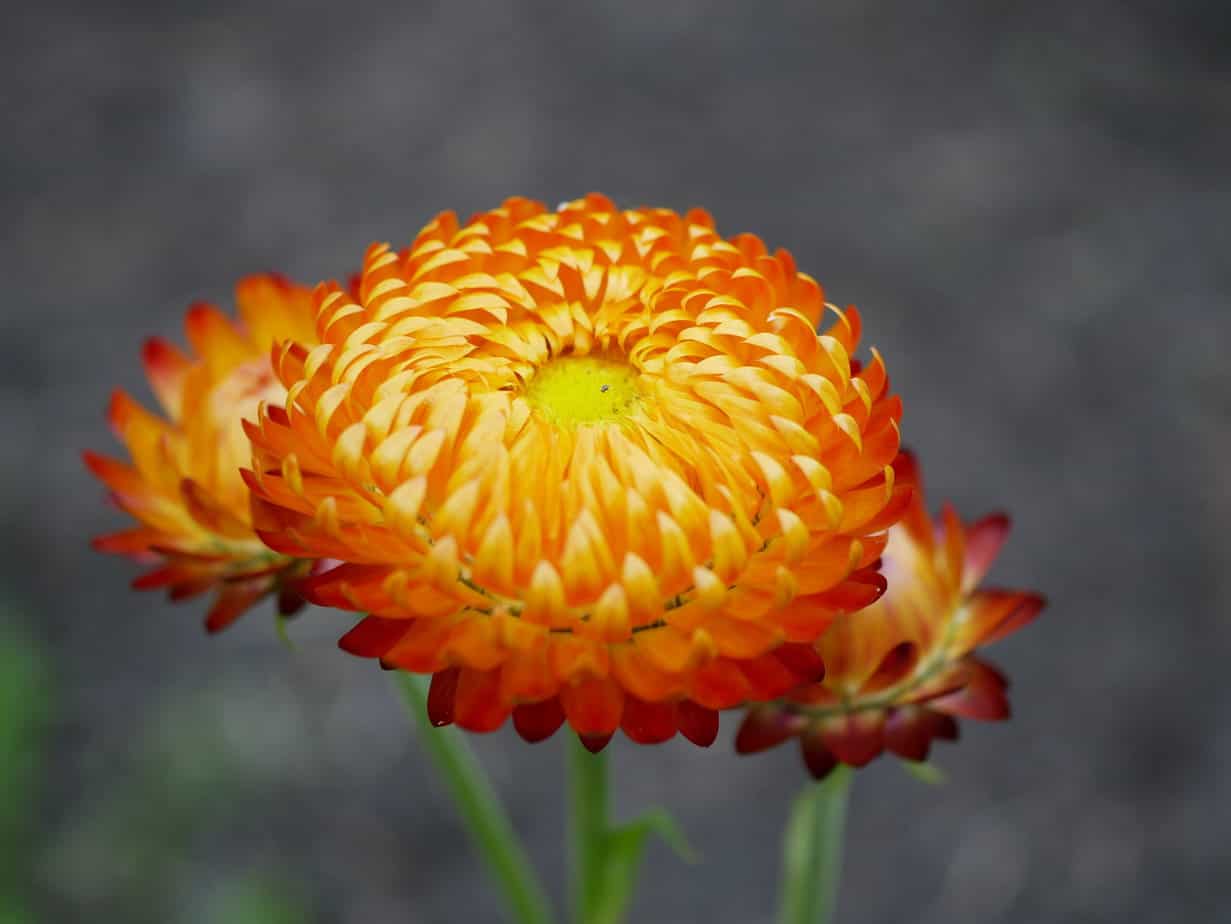 Helichrysum bracteatum - Diana's mooie moestuin