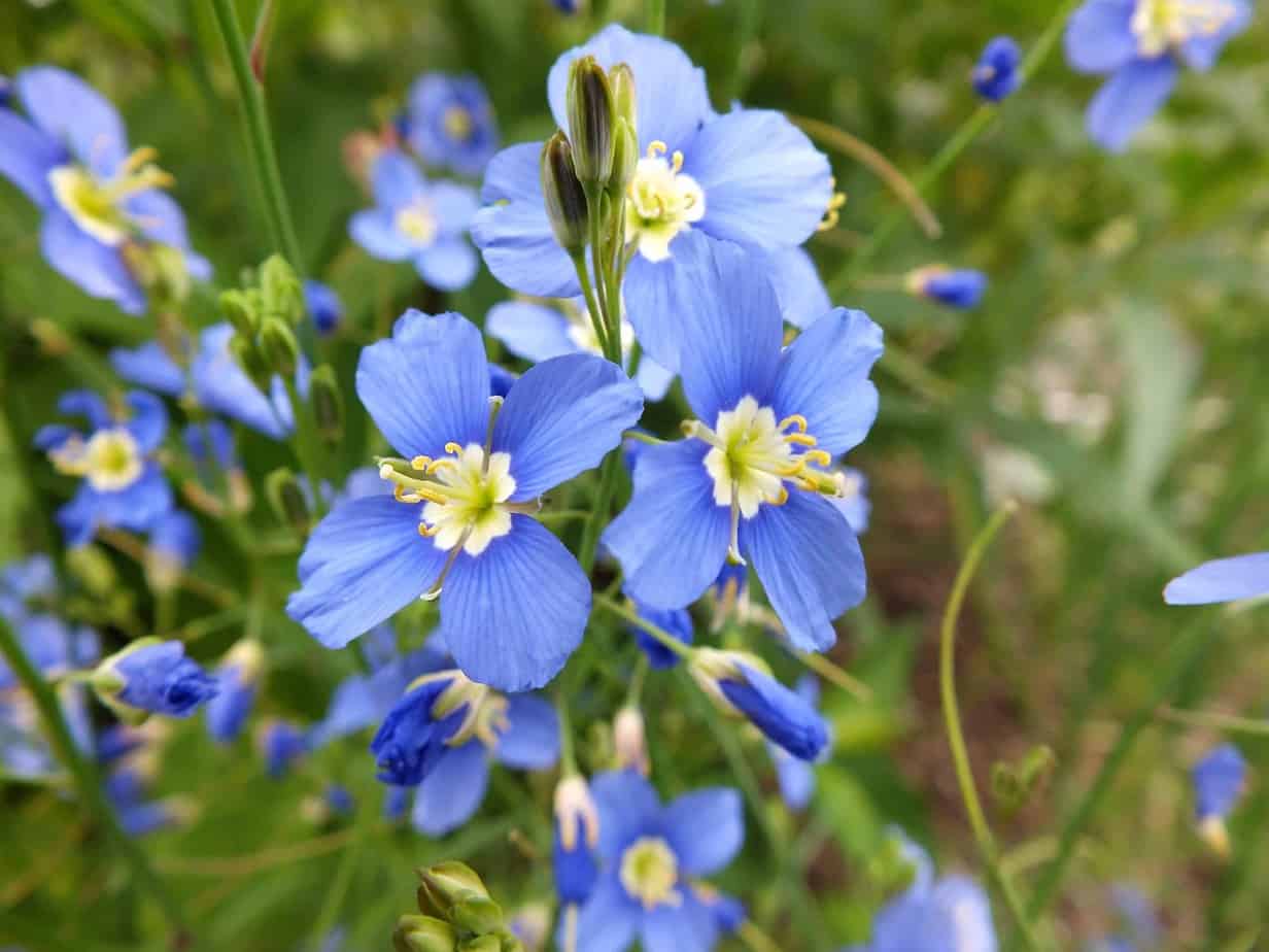 Heliophila coronopifolia - Diana's mooie moestuin