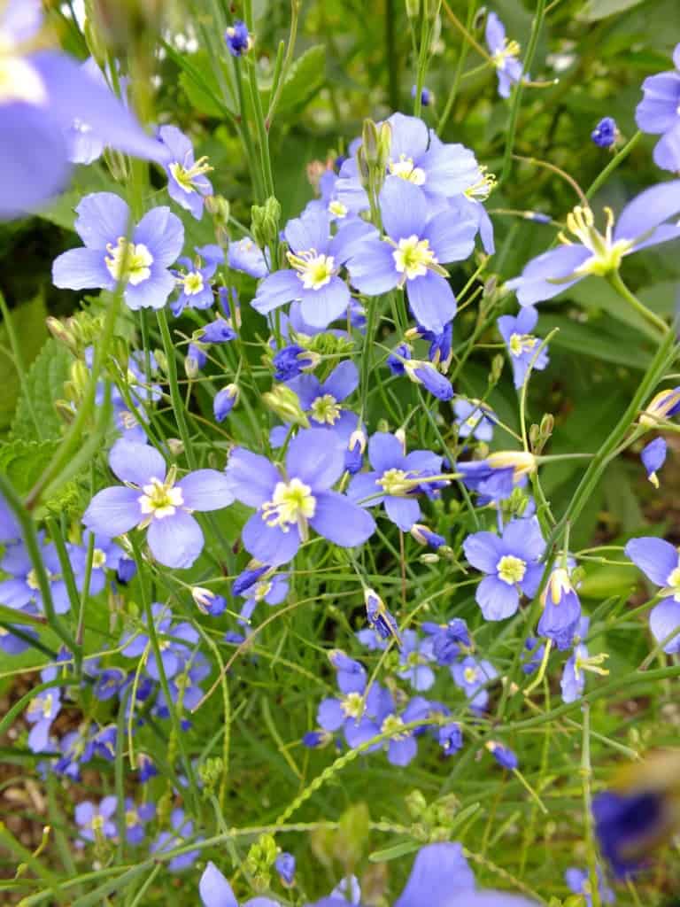 Heliophila coronopifolia - Diana's mooie moestuin