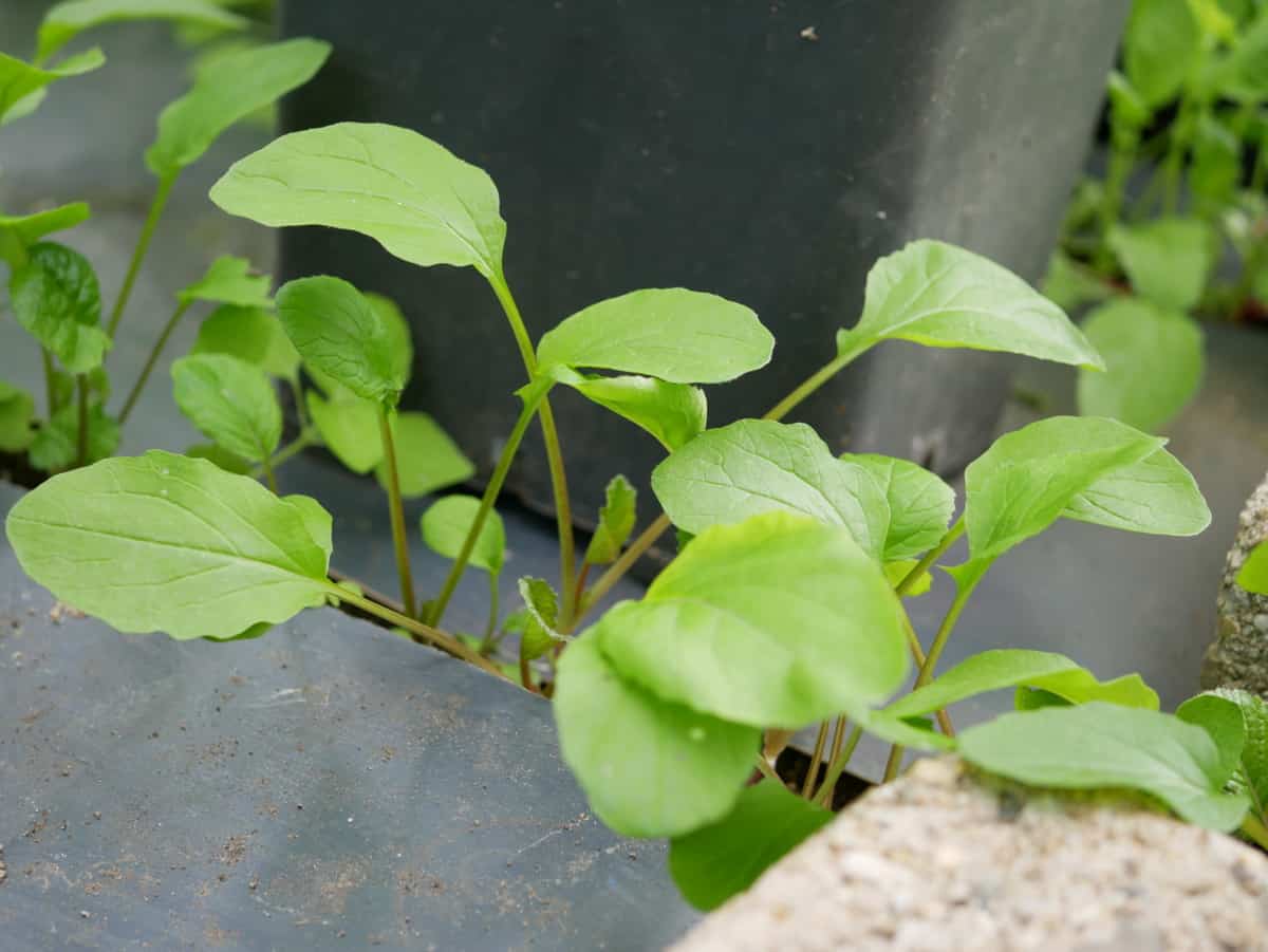 Hon Tsai Tai - Diana's mooie moestuin