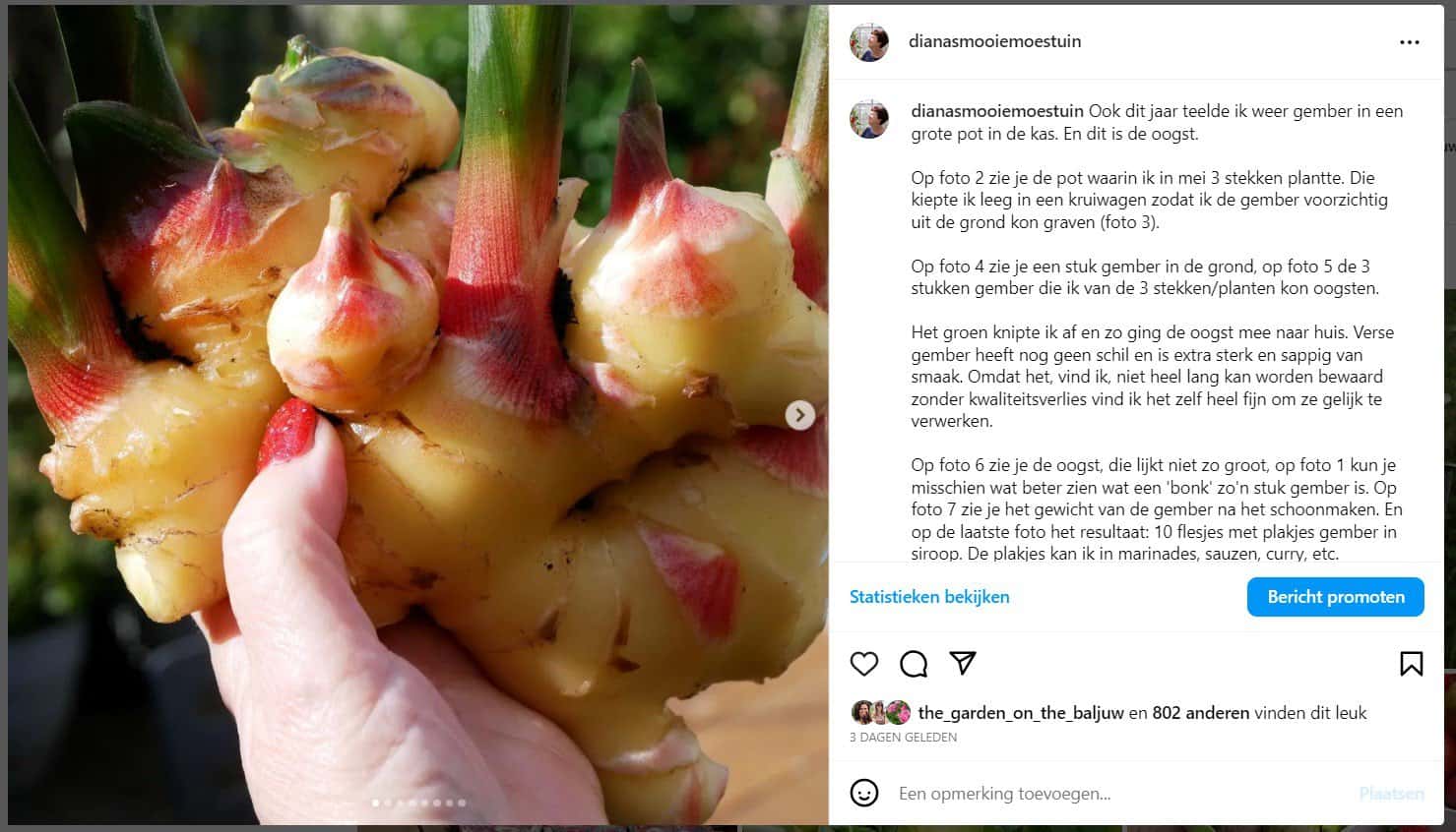 Weer meer (over) gember - Diana's mooie moestuin
