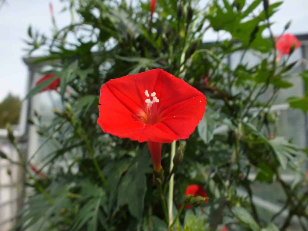 Ipomoea x multifida - Diana's mooie moestuin