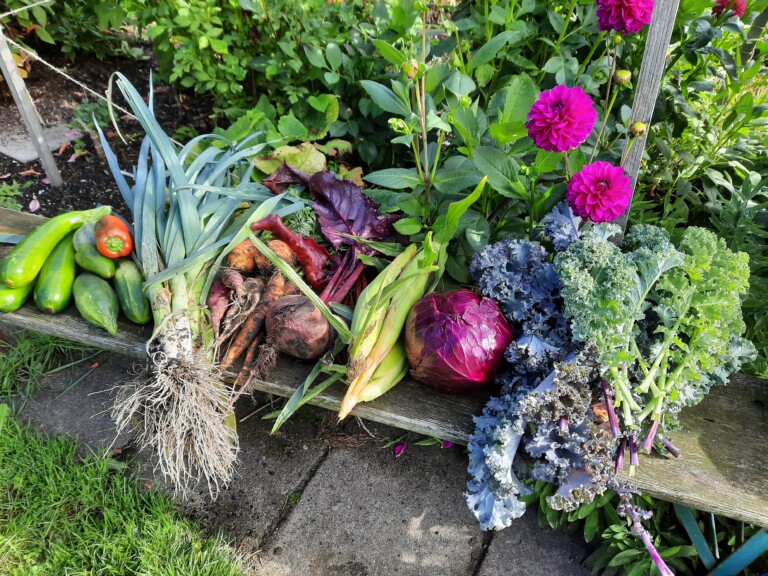 Diana's mooie moestuin