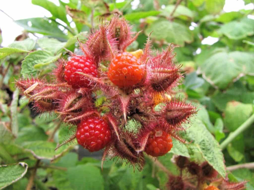 Japanse Wijnbes - Diana's mooie moestuin