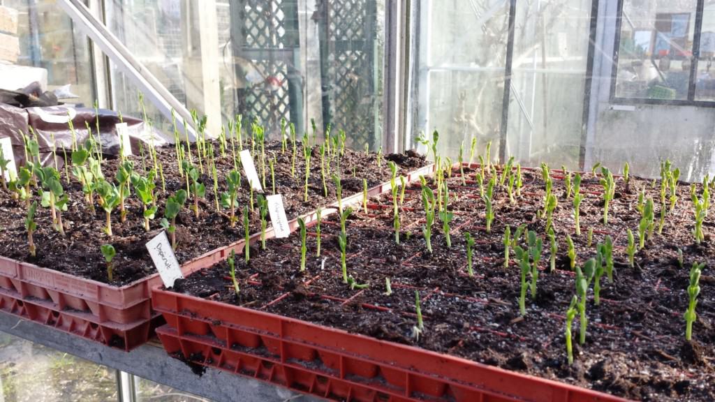 Peul en erwt - Diana's mooie moestuin