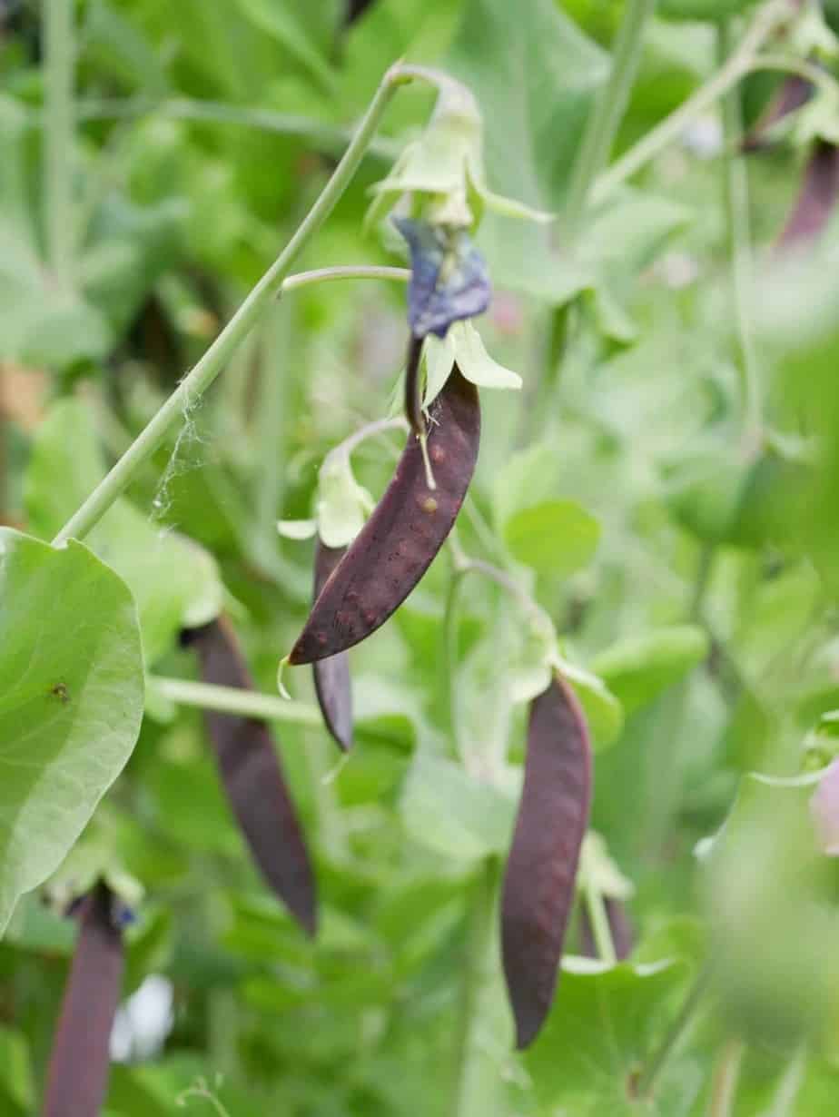 Kapucijner - Diana's mooie moestuin