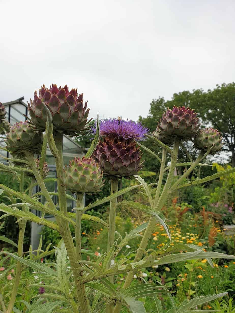 Smaak - Diana's mooie moestuin