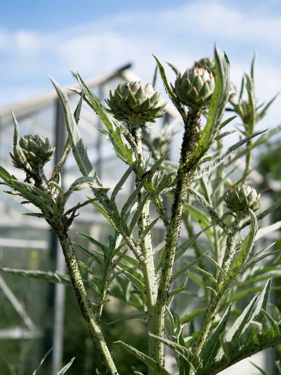Smaak - Diana's mooie moestuin