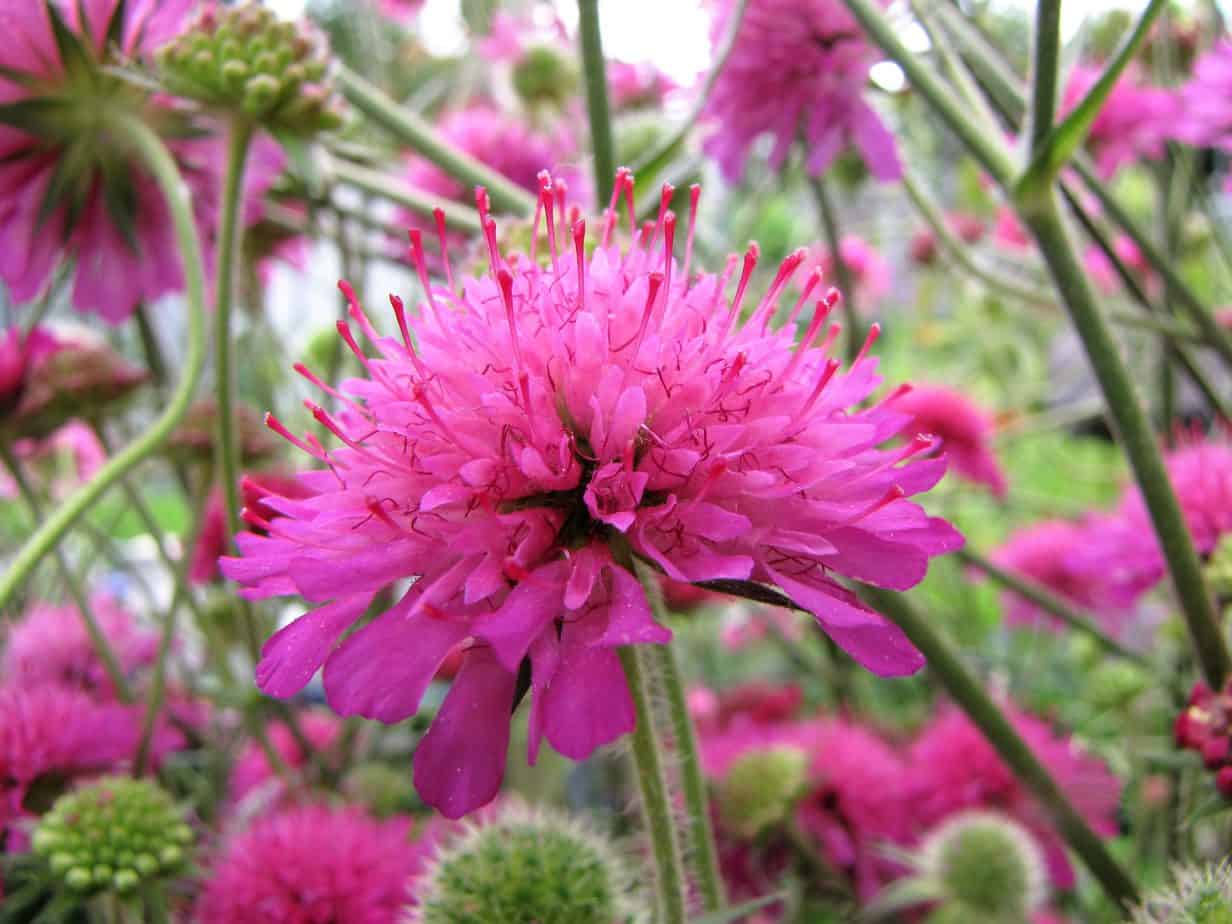 Knautia macedonica - Diana's mooie moestuin