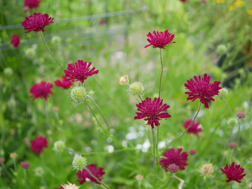 Knautia macedonica - Diana's mooie moestuin