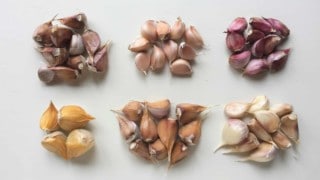 Knoflook - Diana's mooie moestuin