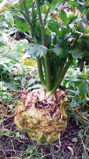 Knolselderij - Diana's mooie moestuin