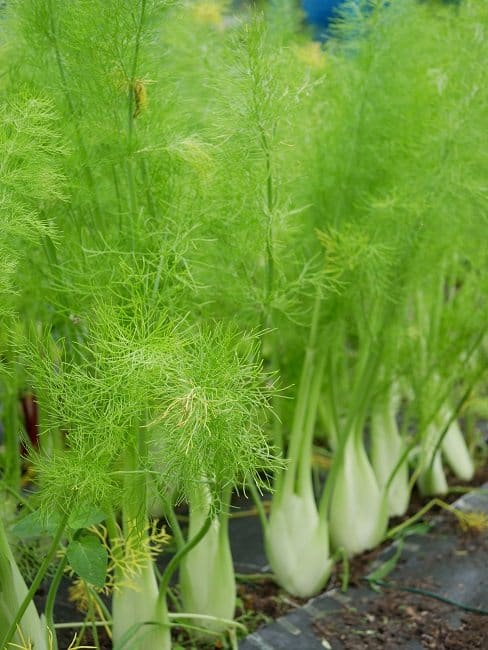 Knolvenkel - Diana's mooie moestuin