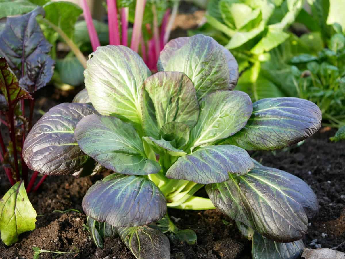 Komatsuna - Diana's mooie moestuin