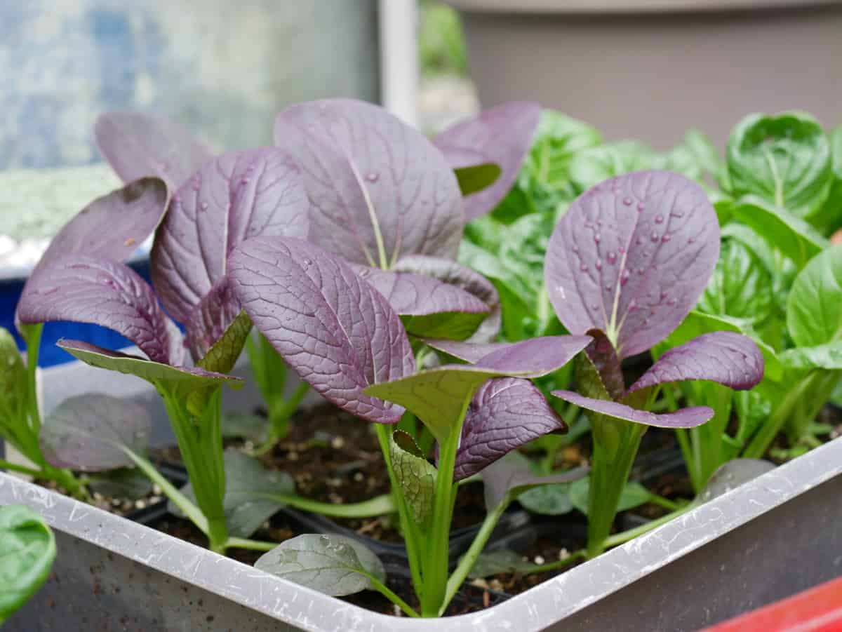 De website - Diana's mooie moestuin