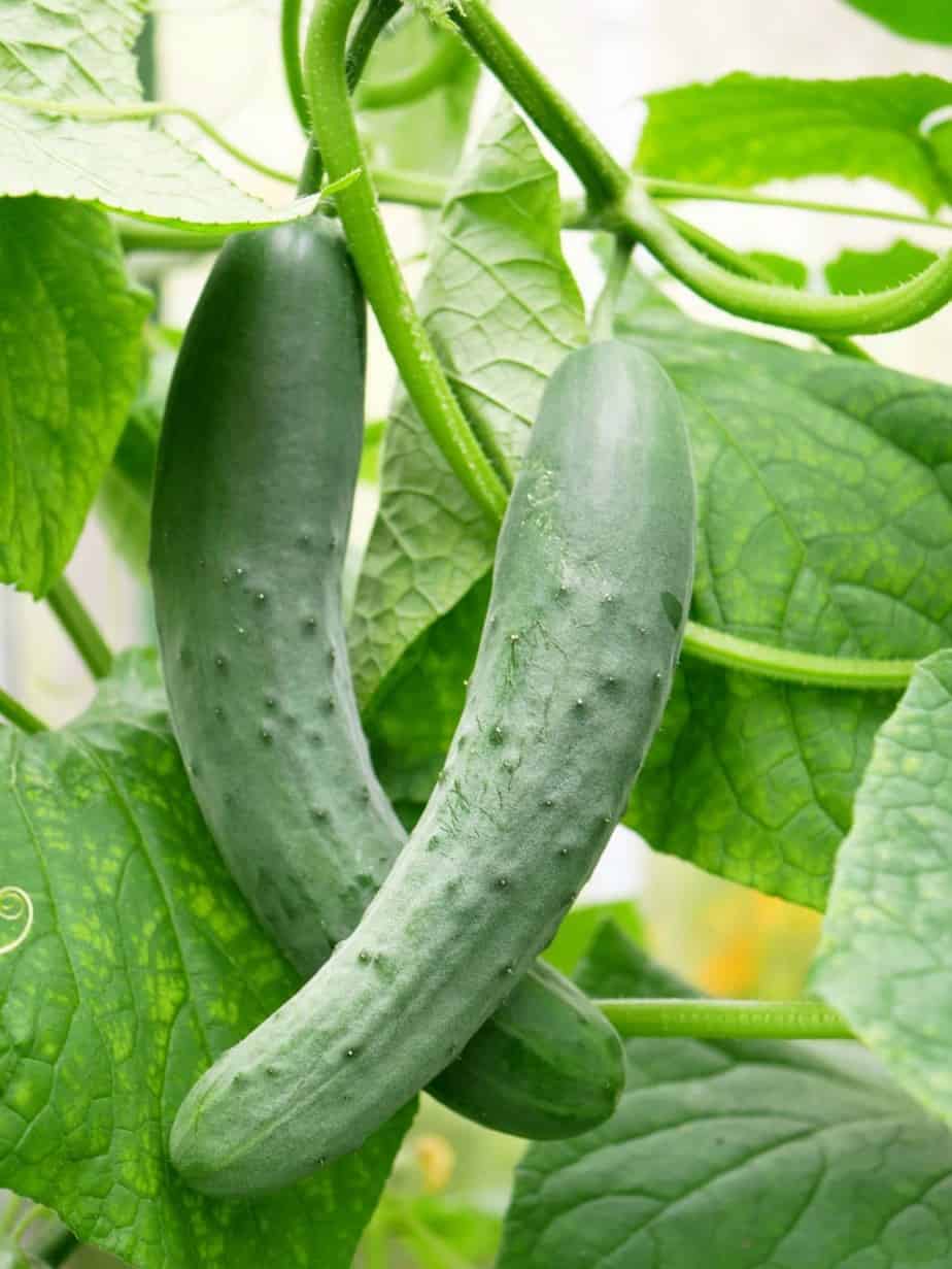 Komkommer - Diana's mooie moestuin
