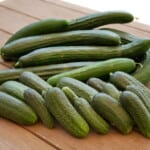 Augurk - Diana's mooie moestuin