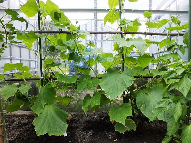 Komkommer | Diana's mooie moestuin