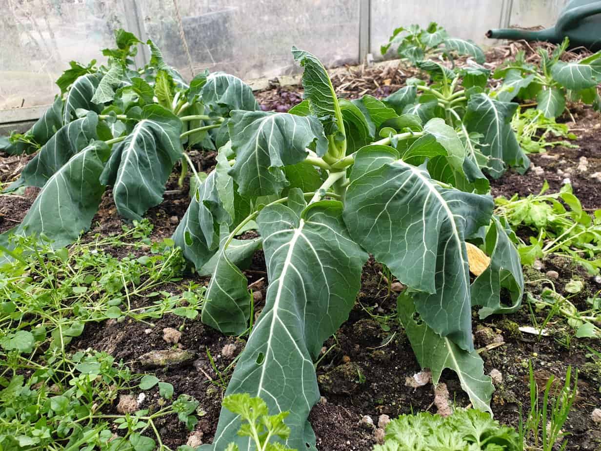 Aanstalten - Diana's mooie moestuin