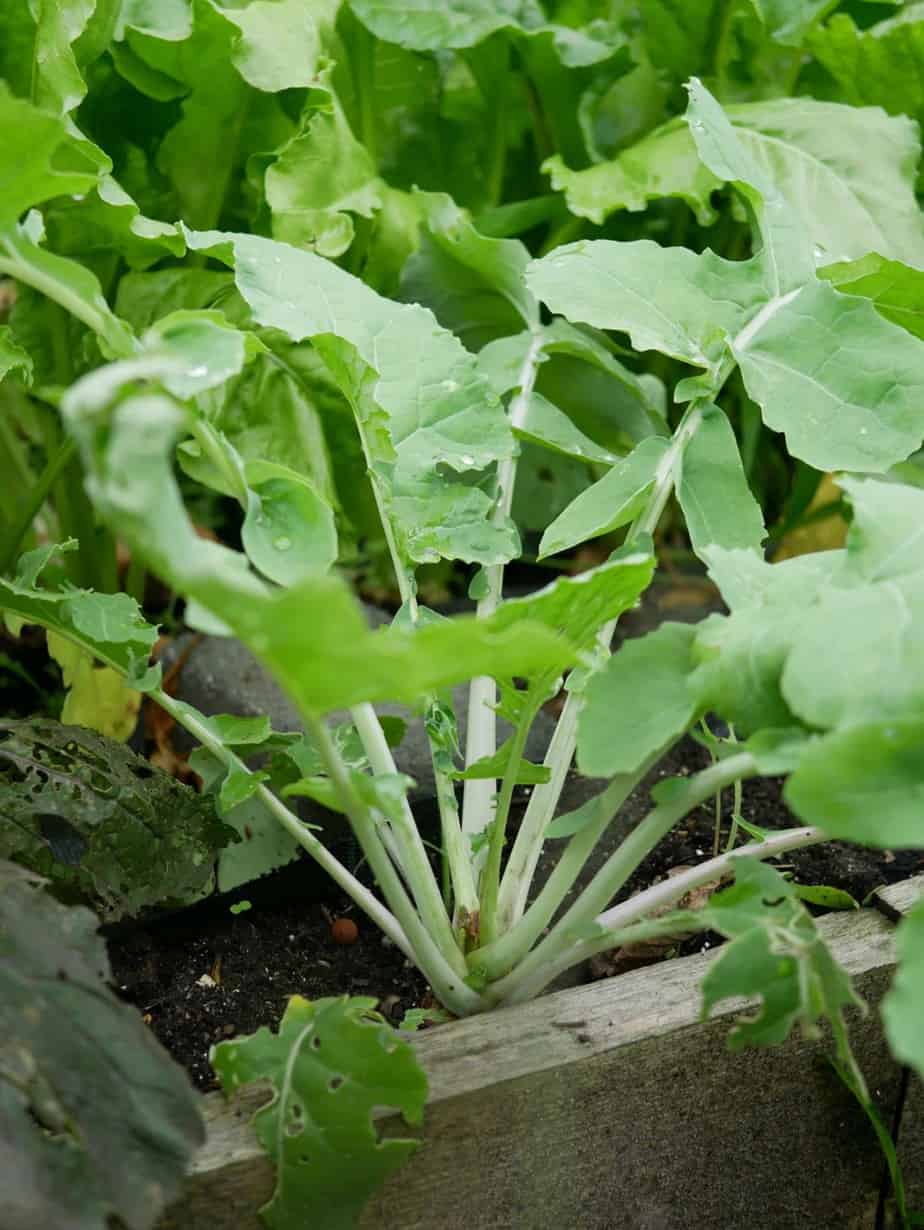 Koolraap - Diana's mooie moestuin