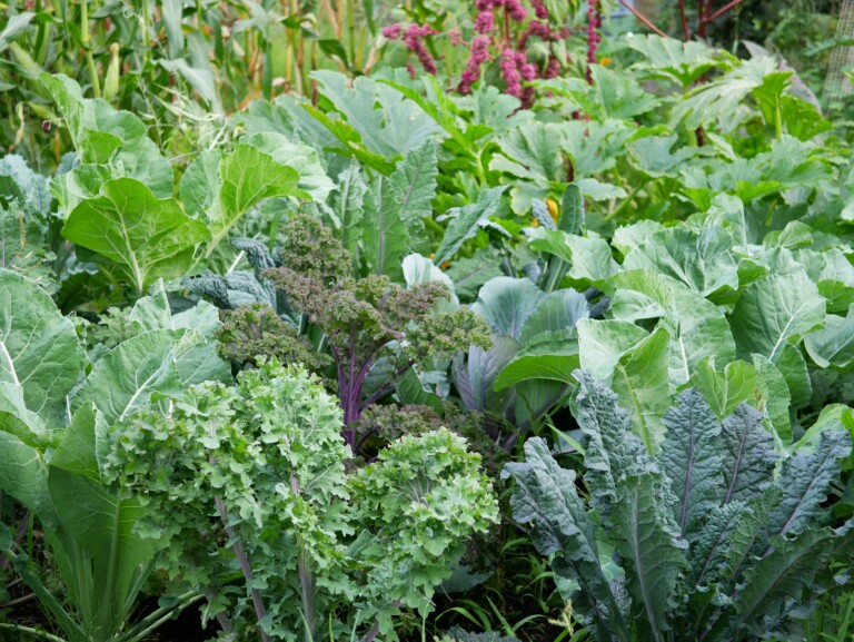 Diana's mooie moestuin