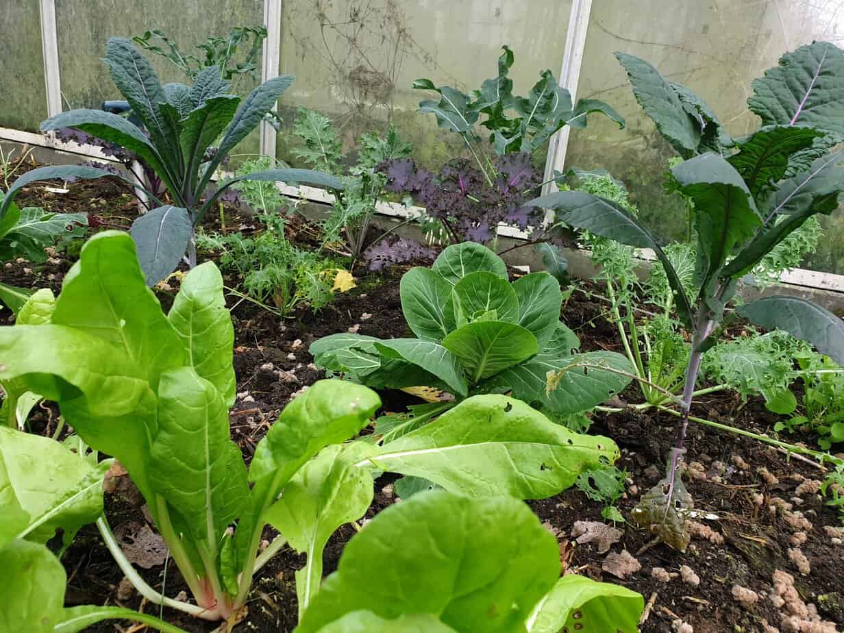 Aanstalten - Diana's mooie moestuin
