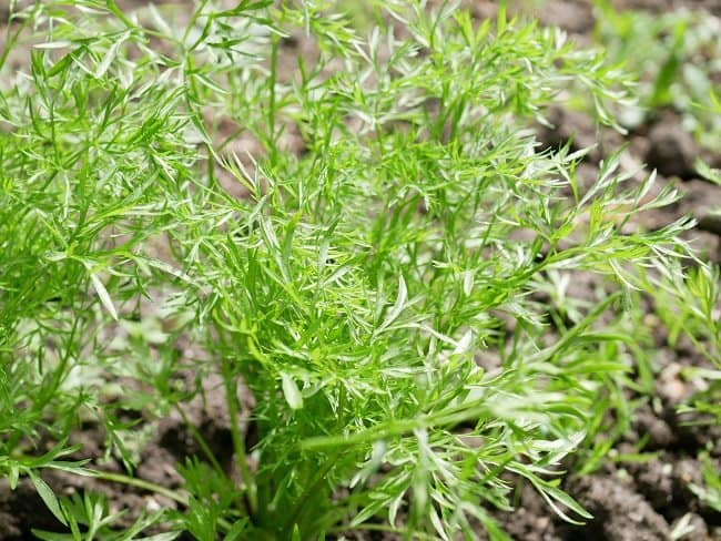 Koriander | Diana's mooie moestuin